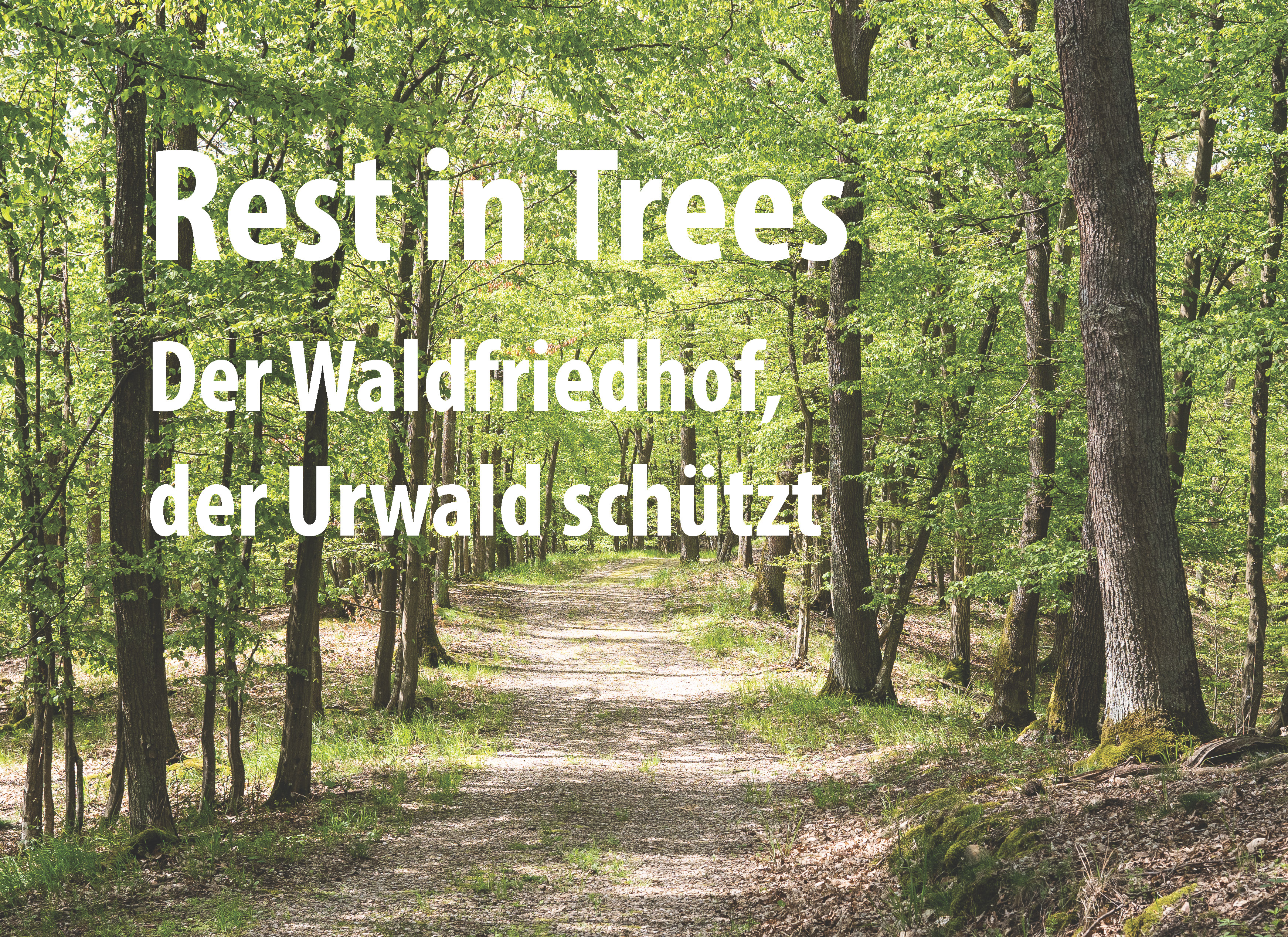 Der Waldfriedhof, der Urwald schützt | ForestFinance-Blog